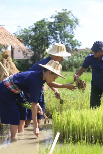 Chiang Mai: Thai Buffalo and Rice Planting Experience - Who Will Love This Tour?