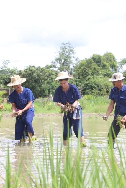 Chiang Mai: Thai Buffalo and Rice Planting Experience - The Sum Up: Why Book This Experience?