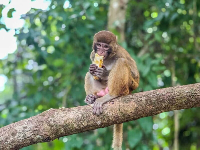 Chiang Mai: The Original Sticky Waterfalls & Thai Cooking - The Itinerary and Travel Experience