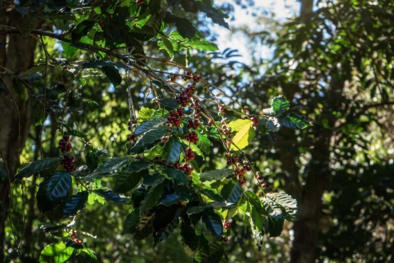 Chiang Mai : Thep Sadet & Coffee Plantation Full Day Hiking - The Itinerary Breakdown: What to Expect