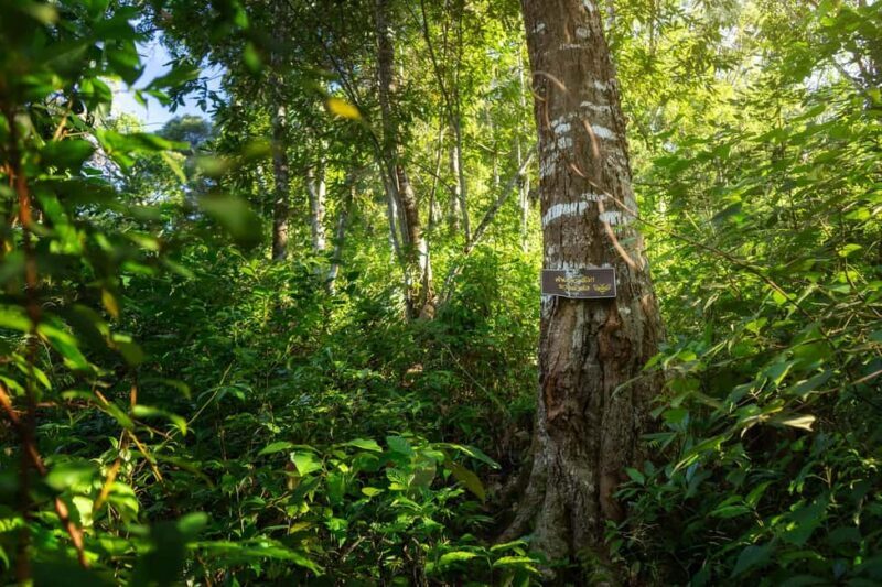 Chiang Mai : Thep Sadet & Coffee Plantation Full Day Hiking - The Sum Up: Who Should Consider This Tour?