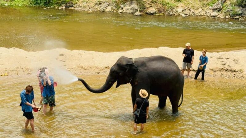 Chiang Mai Tour: Bua Tong Sticky Waterfall & Elephant Care - The Value of This Tour