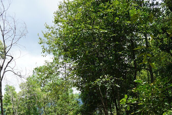 Chiang Mai Trekking Tour :Full day (no rafting) - What Travelers Are Saying