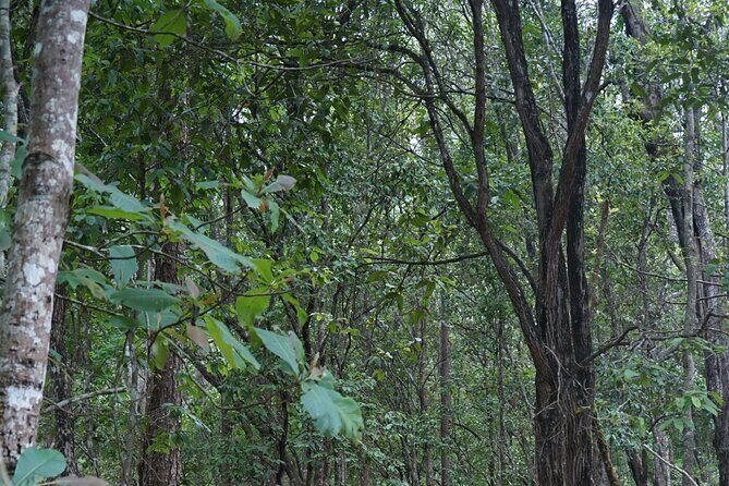 Chiang Mai Trekking Tour :Full day (no rafting) - Who Should Consider This Tour?