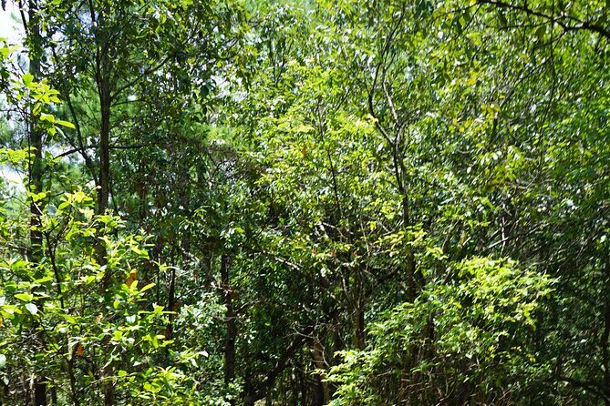 Chiang Mai Trekking Tour :Full day (no rafting) - The Sum Up