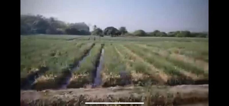 Chiang Mai: Tuk Tuk Driving Experience - Unlocking Chiang Mai’s Countryside: An Authentic Adventure