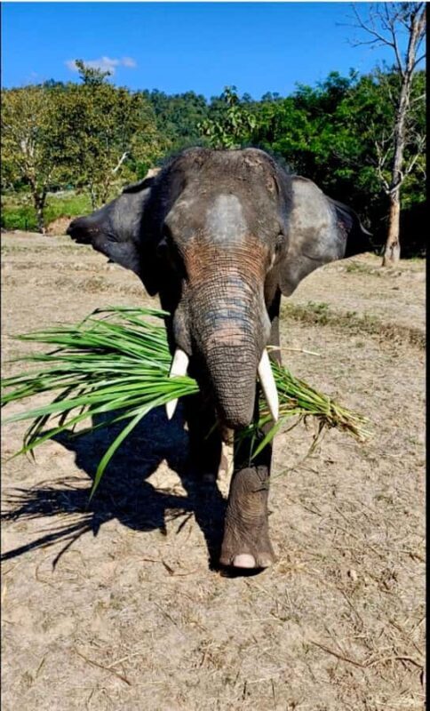 Chiang Mai: Two-day tour at the Temple of Elephants Sanctuary - Key Points