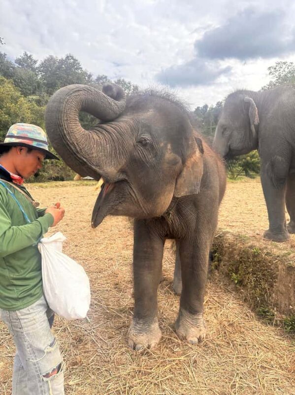 Chiang Mai: Two-day tour at the Temple of Elephants Sanctuary - FAQs