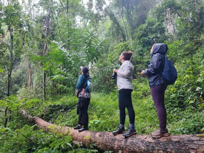 Chiang Mai: Wild Gibbon Encounters with Karen Homestay - Key Points