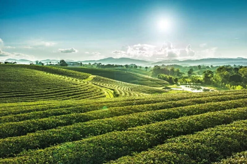 Chiang Rai: 7 Major Sites, Golden Triangle & Tea Plantation - Key Points