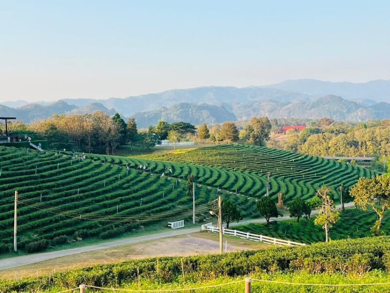 Chiang Rai: Discover 7 Must-See Spots & Lunch Included - Is This Tour Right for You?