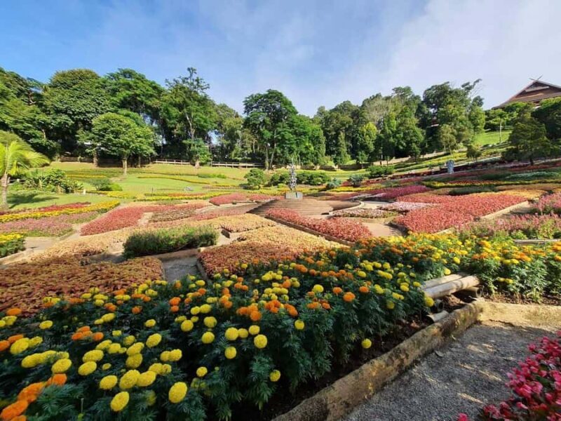 Chiang Rai: Doi Mae Salong & Doi Tung Guided Day Trip - A Full Breakdown of the Experience