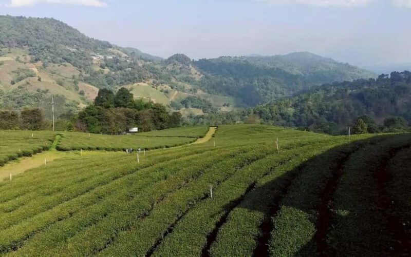 Chiang Rai: Doi Mae Salong, Mae Sai border & Golden triangle - Authentic Experiences & Insights from Travelers