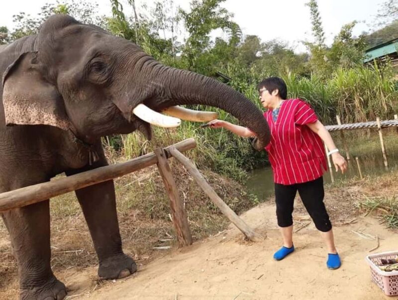 Chiang Rai: Heart to Heart Elephant Sanctuary Half Day Visit - Deep Dive into the Details