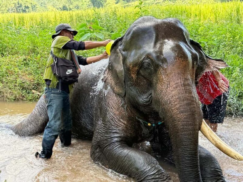 Chiang Rai: Heart to Heart Elephant Sanctuary Half Day Visit - The Final Word