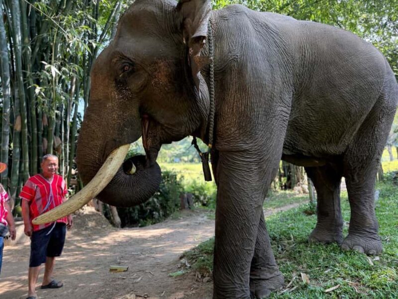Chiang Rai: Heart to Heart Elephant Sanctuary Half Day Visit - FAQ
