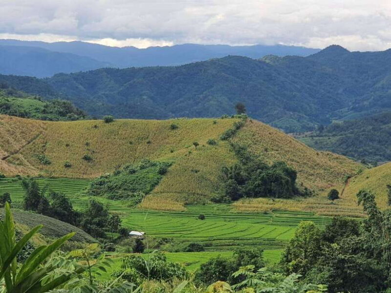 Chiang Rai Jungle Trek & Bamboo Tube Cooking Adventure - Practical Considerations