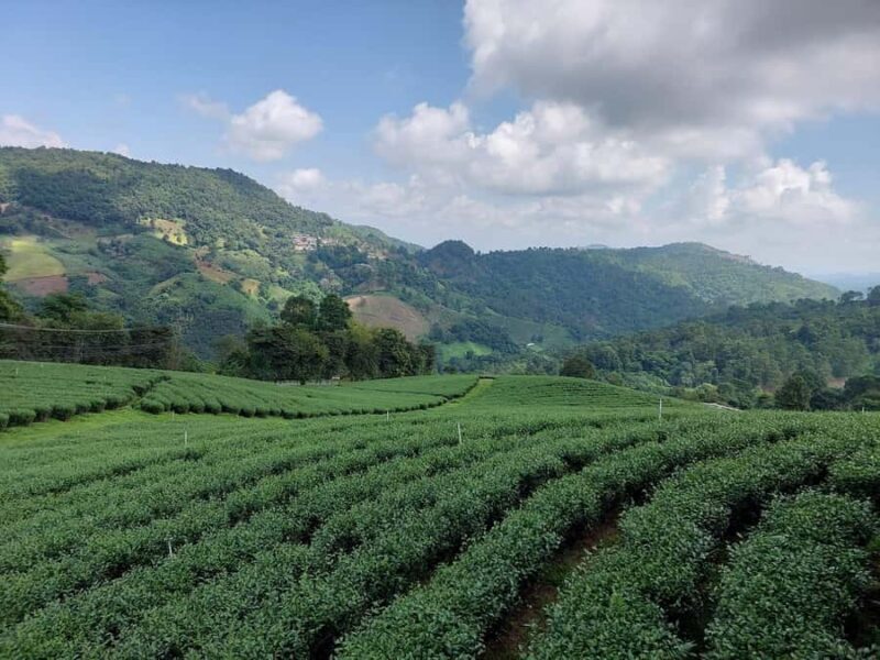 Chiang Rai: Mountains Discovery Doi Mae Salong & Doi Tung - A Day in the Mountains: What to Expect