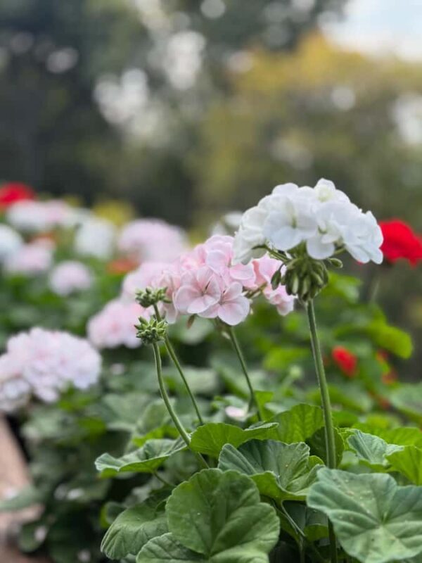 Chiang Rai: Mountains Discovery (Group Tour) - Key Points