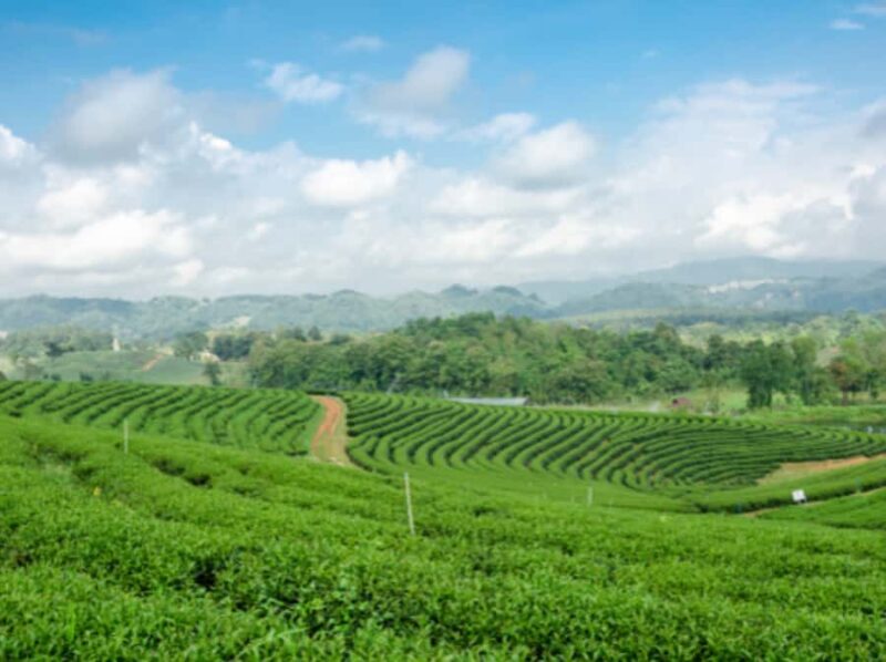 Chiang Rai: Private Customized Tour4 Places of Your Choice - FAQ