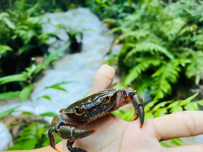 Chiang Rai: The Adventure of Trekking & Bamboo Cooking - Value for Money: Is It Worth the Cost?