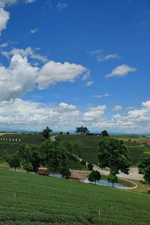 Chiang Rai: Top Temples & Signature Attractions ~Free Buffet - Exploring the Highlights of Chiang Rai