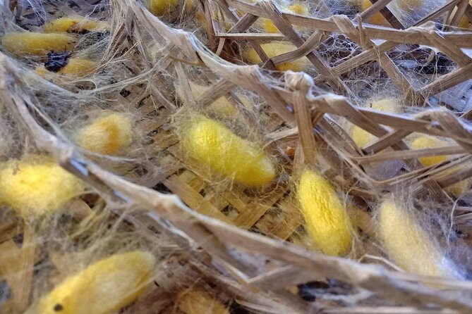 Chiangmai city tours - In The Sum Up: Is It Worth It?