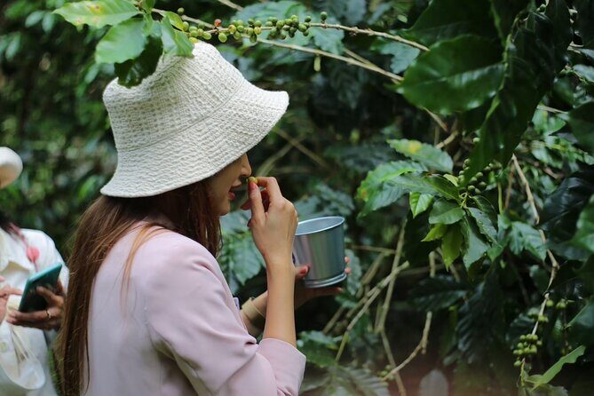 Chiangmai Coffee Farm Tour - Introduction