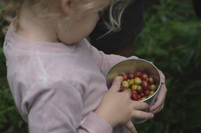 Chiangmai Coffee Farm Tour - The Sum Up