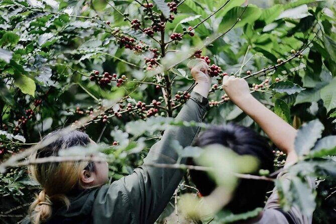 Chiangmai Coffee Farm Tour - FAQs