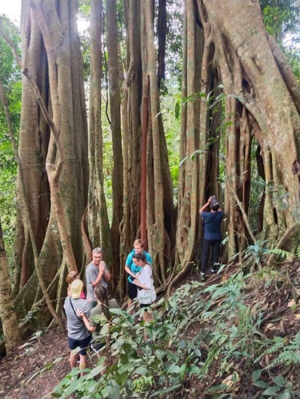 Chiangmai : Doi Pui Summit Hiking Experience - The Hmong Village and Lunch