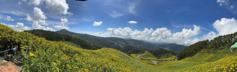 Chiangmai : Experience the magic of Mexican Sunflower field - A Detailed Look at the Tour