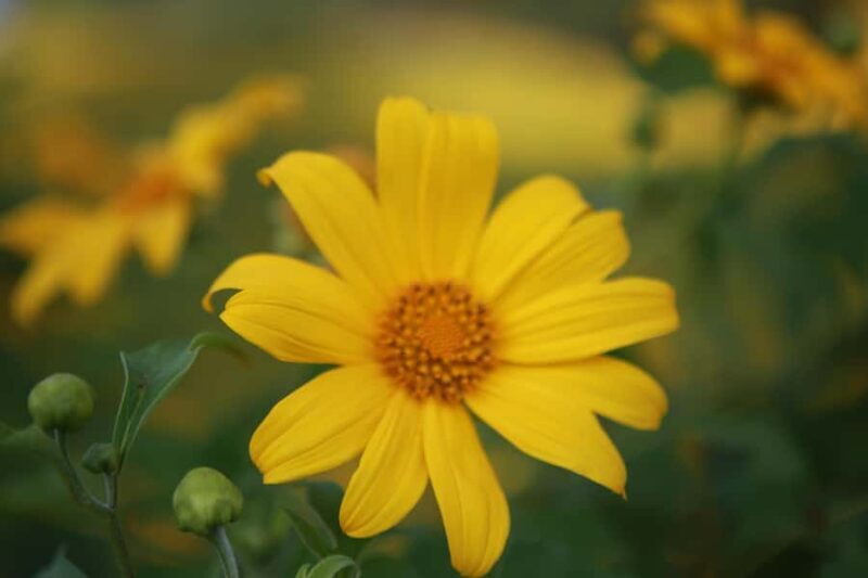 Chiangmai : Experience the magic of Mexican Sunflower field - Who Is This Tour Best For?