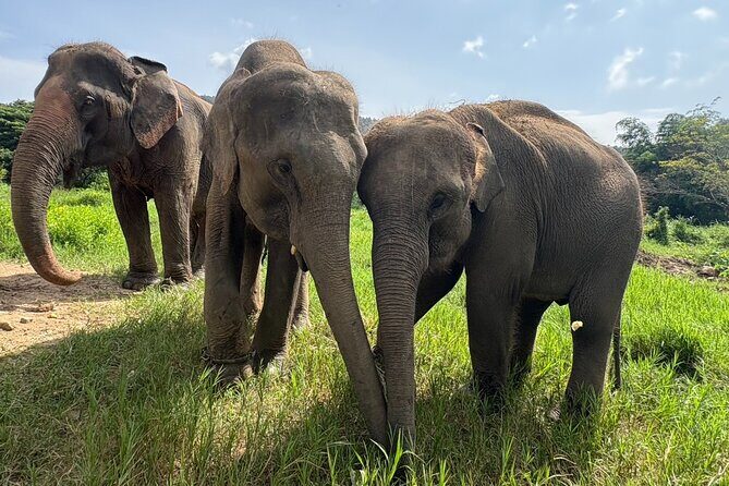 Chiangmai Half Day Visit and Wildlife Experience - Key Points