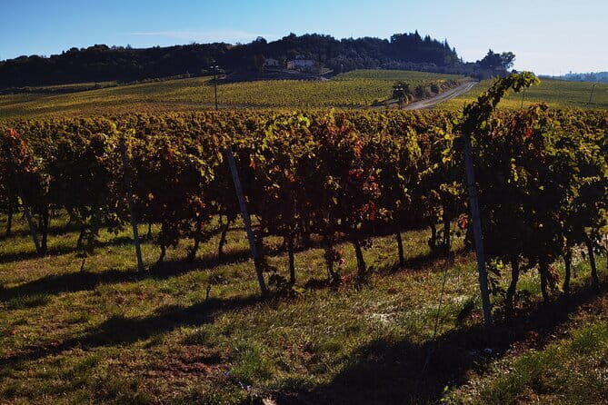Chianti Classico E-bike Tour - Authentic Experiences and What Travelers Say