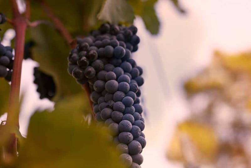 Chianti Colli Fiorentini Winery Tour 18km from Florence - Authentic Tuscany in a Bottle: The Setting and What to Expect