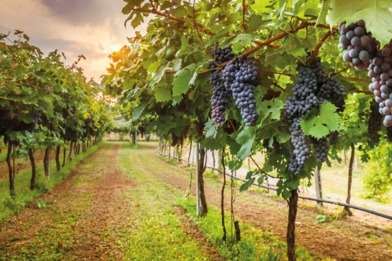 Chianti Countryside Full-Day Tour by Vintage Fiat 500 - Introduction to the Experience