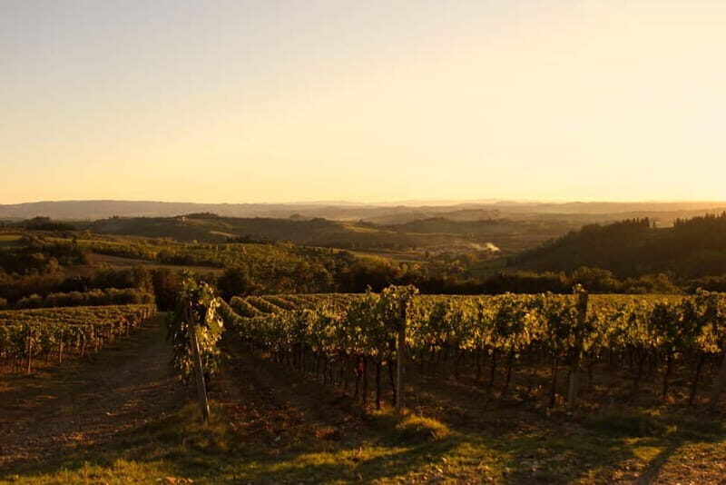 Chianti: Fattoria La Leccia - Guided Visit and Tasting - A Truly Authentic Look at Tuscan Winemaking