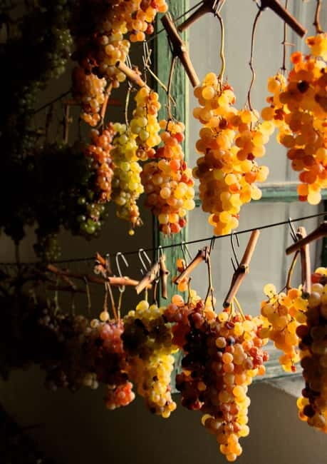 Chianti: Fattoria La Leccia - Guided Visit and Tasting - Practical Details and Considerations