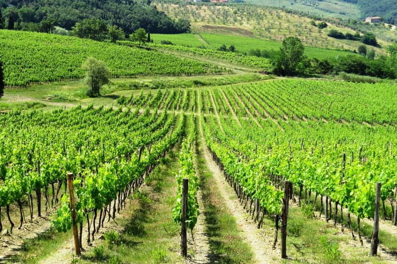 Chianti Hills: AppGuided eVespa Tour + Lunch in Greve - Key Points
