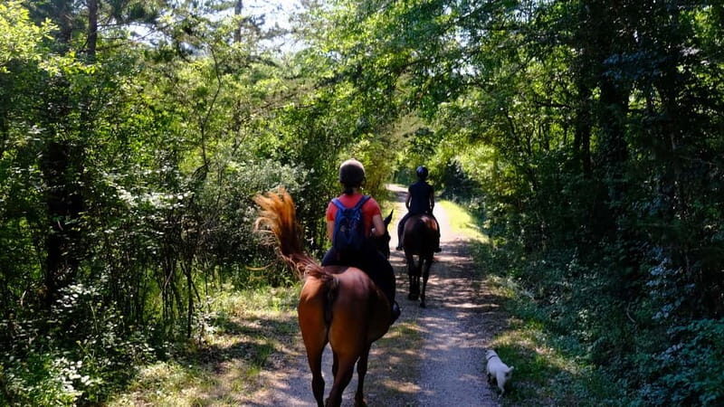 Chianti: Horseback Riding Through Vineyards and Woods - Key Points