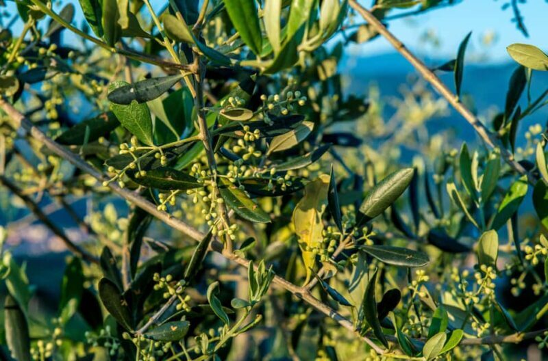 Chianti Rufina: Discover the tradition of extra virgin olive oil and organic wines - A Close Look at the Experience