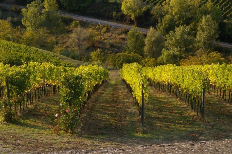 Chianti, Siena, S. Gimignano & Wine Tasting Private Tour - Key Points