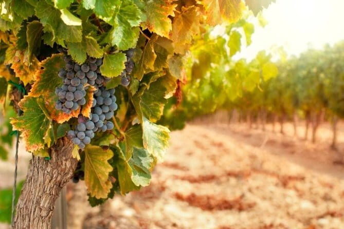 Chianti & Supertuscan Private Tour 2 Wineries with light lunch - Frequently Asked Questions (FAQs)