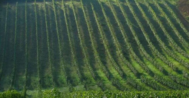Chianti Wine and Hill Towns Full-Day Tour with Deluxe Van - Key Points