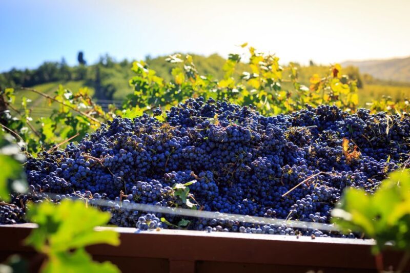 Chianti: Wine and Olive Oil Tasting with Cellar Tour - The Sum Up: Who Should Book?