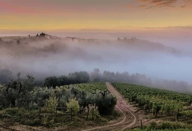 Chianti Wine Tour included meal & tasting at Winery (6hrs) - The Itinerary Breakdown