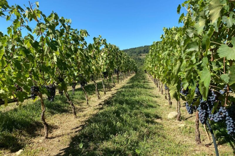Chianti Winery + Brolio Castle Private Tour - The Sum Up: Why This Tour Is a Smart Choice for Genuine Tuscany Experience