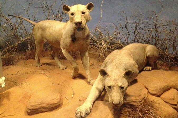 Chicago Field Museum Ticket and Audio Tour on Your Phone - Final Thoughts