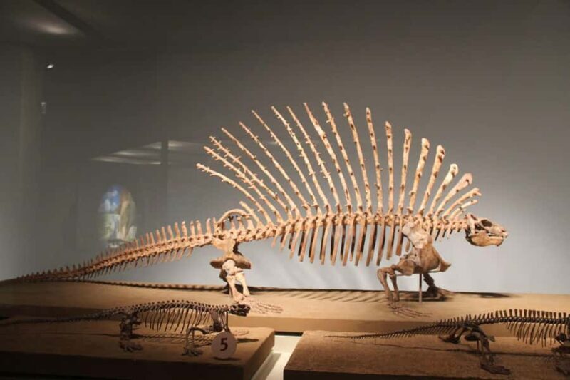 Chicago: Field Museum Ticket & Highlights Digital Tour - The Highlights in Detail